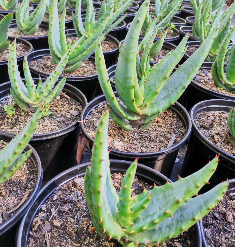 Aloe ferox / Bitter Aloe - Heaven and Earth Plants