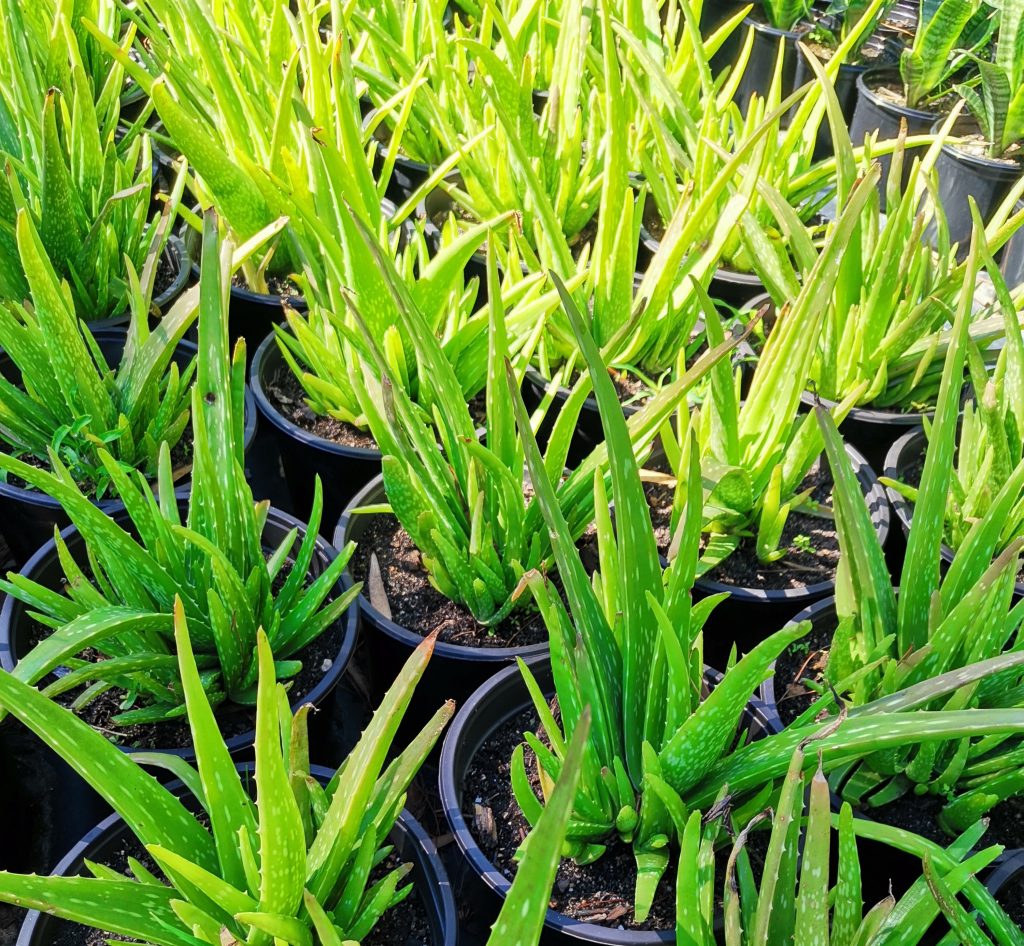 Aloe vera / True Aloe - Heaven and Earth Plants