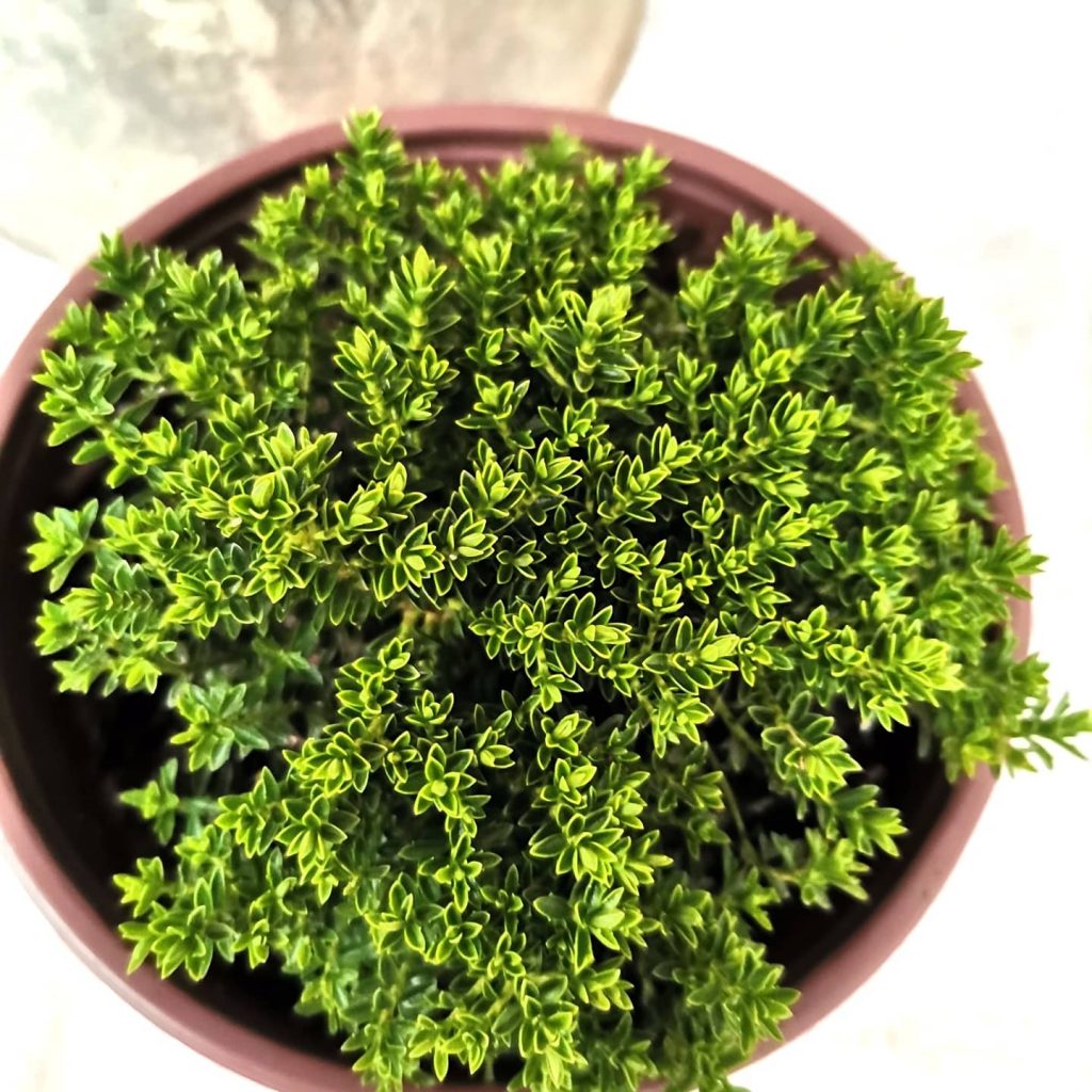 Hebe - Green Globe - Heaven and Earth Plants