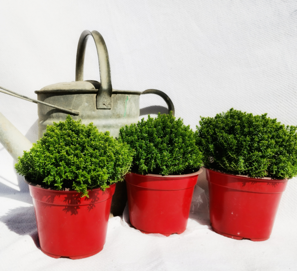 Hebe - Green Globe - Heaven and Earth Plants