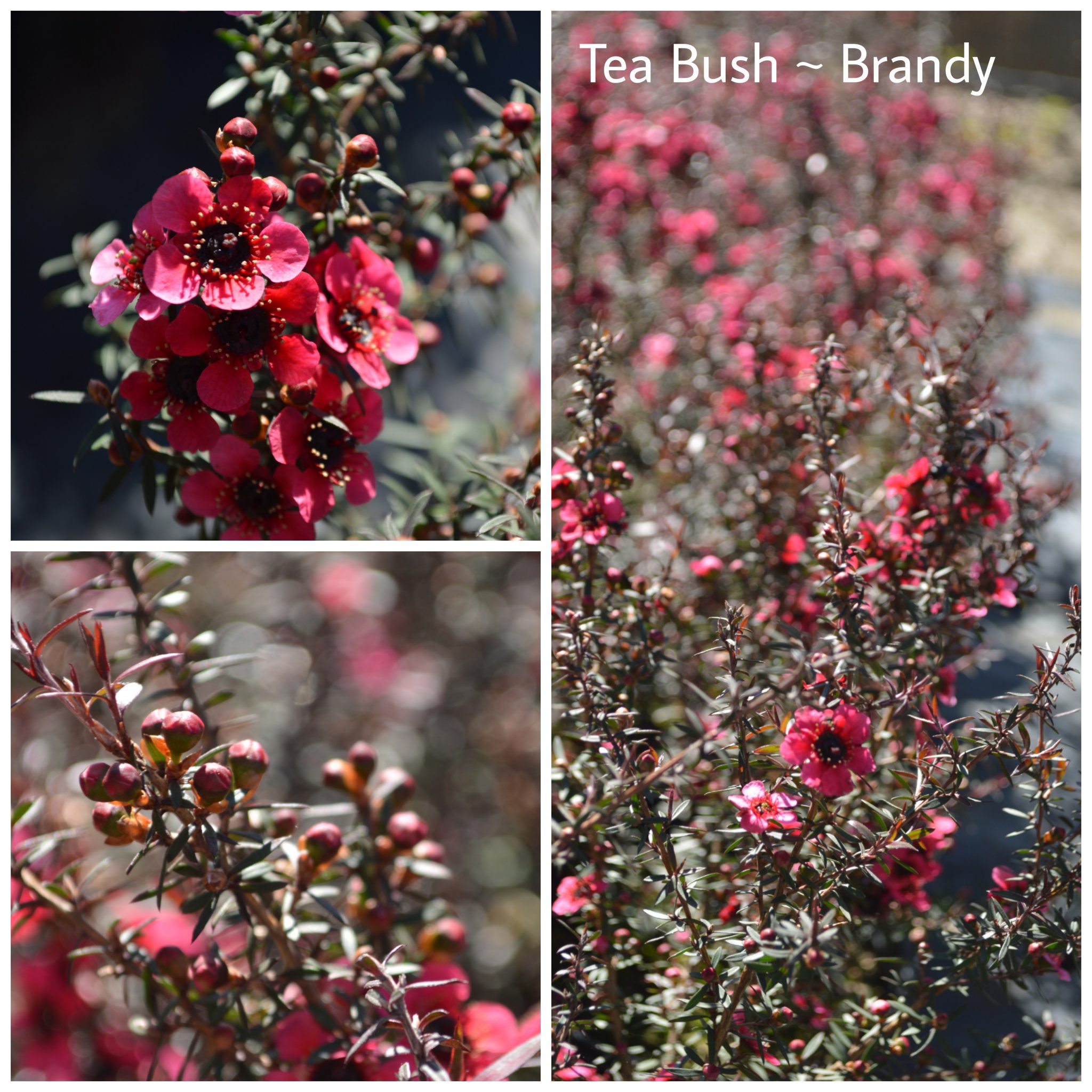 Leptospermum scoparium / Tea Bush - Heaven and Earth Plants