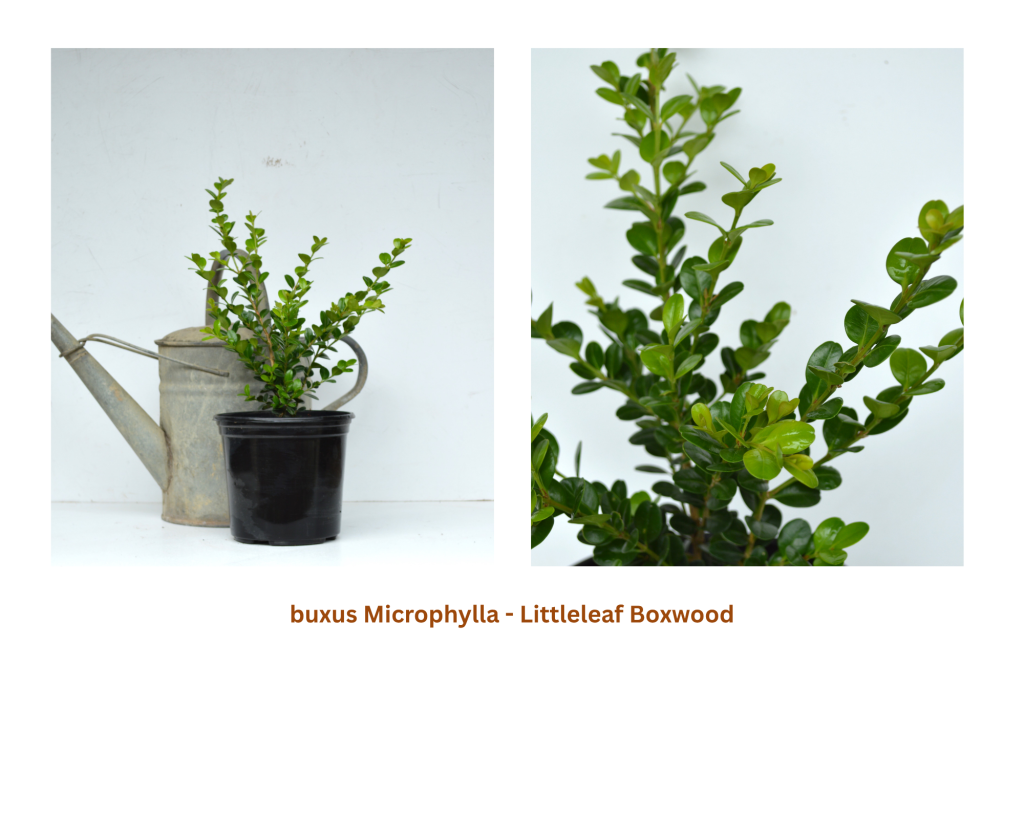 Buxus microphylla / Littleleaf Boxwood - Faulkner - Heaven and Earth Plants